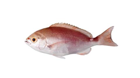 Fishing for Slender pinjalo: Fish Species – FishAngler.com