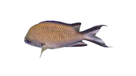 Fishing for Azores chromis → Explore Catches, Top Baits & More!