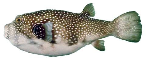 Fishing for White-spotted puffer: Fish Species – FishAngler.com