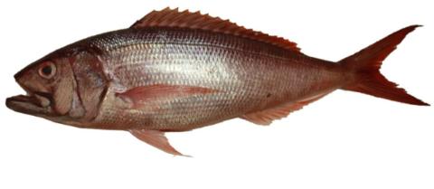 Fishing for Rusty jobfish: Fish Species – FishAngler.com