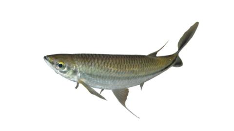 Fishing for Apollo sharkminnow → Explore Catches, Top Baits & More!