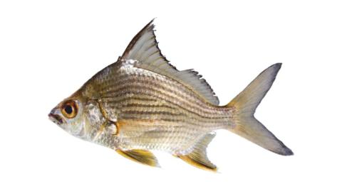 Fishing for Striped mojarra: Fish Species – FishAngler.com