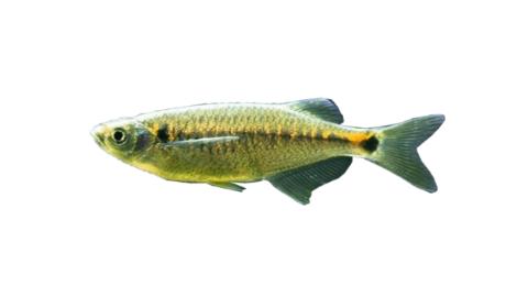 Fishing for Indian glass barb → Explore Catches, Top Baits & More!