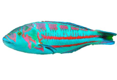 Fishing for Surge wrasse → Explore Catches, Top Baits & More!