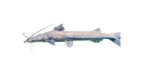 Fishing for Firewood catfish: Fish Species – FishAngler.com