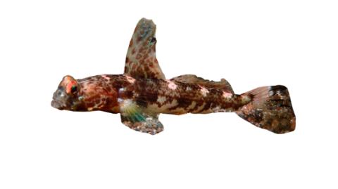 Fishing for Fan shrimp-goby → Explore Catches, Top Baits & More!