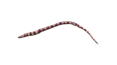Fishing for Javelin pipefish → Explore Catches, Top Baits & More!