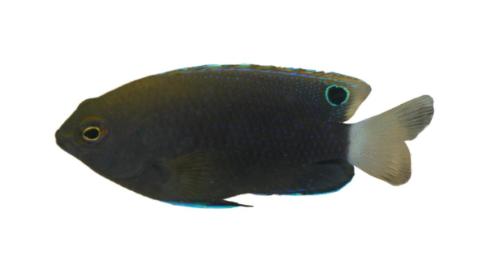 Fishing for Whitetail damsel: Fish Species – FishAngler.com