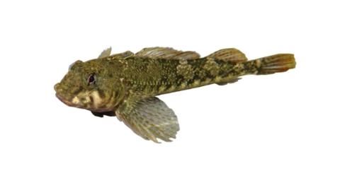 Fishing for Twister → Explore Catches, Top Baits & More!