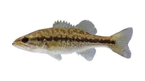 Fishing for Spotted bass → Explore Catches, Top Baits & More!