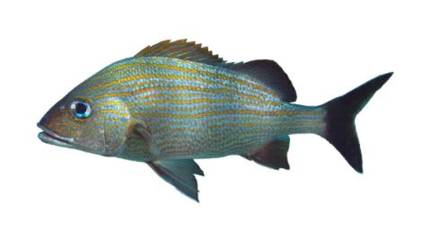 Fishing for Caesar grunt → Explore Catches, Top Baits & More!