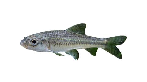 Fishing for Japanese gregory → Explore Catches, Top Baits & More!