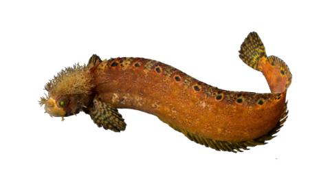 Fishing for Mosshead warbonnet → Explore Catches, Top Baits & More!