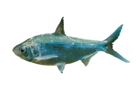 Fishing for Australian river gizzard shad → Explore Catches, Top Baits ...
