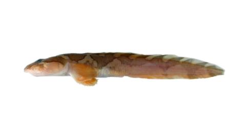 Fishing for Saddled eelpout → Explore Catches, Top Baits & More!