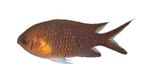 Fishing for Yellow-axil chromis: Fish Species – FishAngler.com