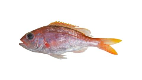 Fishing for Cardinal snapper → Explore Catches, Top Baits & More!