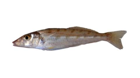 Fishing for Western trumpeter sillago: Fish Species – FishAngler.com