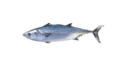 Fishing for Eastern Pacific Bonito → Explore Catches, Top Baits & More!