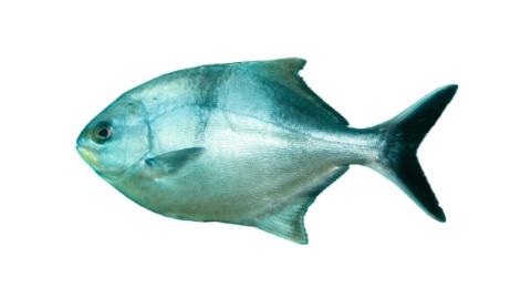 Fishing for Sea sweep → Explore Catches, Top Baits & More!