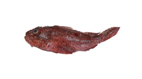 Fishing for Spotted-fin rockfish → Explore Catches, Top Baits & More!