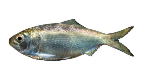 Fishing for Atlantic menhaden: Fish Species – FishAngler.com