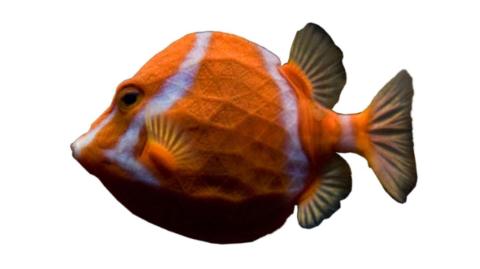 Fishing for White-barred boxfish: Fish Species – FishAngler.com