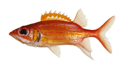 Fishing for Longjaw squirrelfish → Explore Catches, Top Baits & More!
