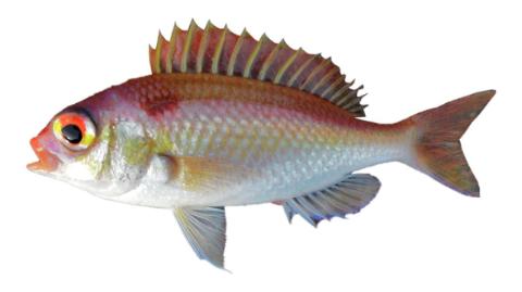 Fishing for Rosy dwarf monocle bream: Fish Species – FishAngler.com