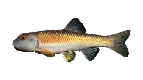 Fishing for Bluehead chub: Fish Species – FishAngler.com