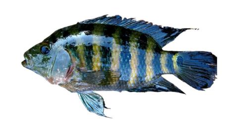 Fishing for Mayan Cichlid: Fish Species – FishAngler.com