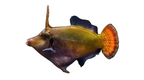 Fishing for Blackbar filefish → Explore Catches, Top Baits & More!