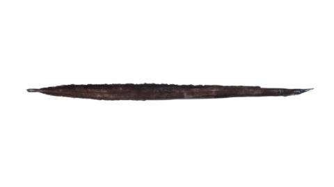 Fishing for Duckbill oceanic eel → Explore Catches, Top Baits & More!