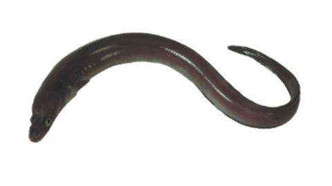 Fishing for New Zealand longfin eel → Explore Catches, Top Baits & More!