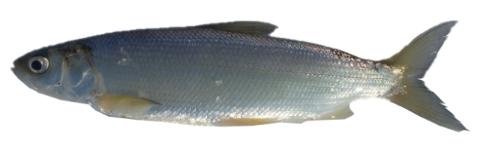 Fishing for Cisco → Explore Catches, Top Baits & More!