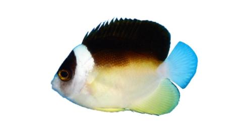 Fishing for Abe's angelfish: Fish Species – FishAngler.com