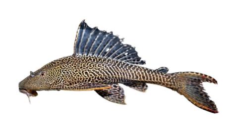 Fishing for Amazon sailfin catfish: Fish Species – FishAngler.com