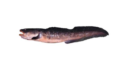 Fishing for Red cusk-eel → Explore Catches, Top Baits & More!
