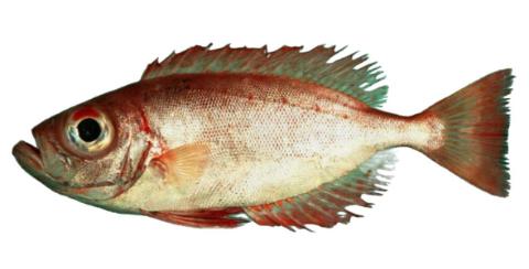 Fishing for Atlantic bigeye → Explore Catches, Top Baits & More!