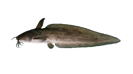 Fishing for Darkfin eel catfish: Fish Species – FishAngler.com