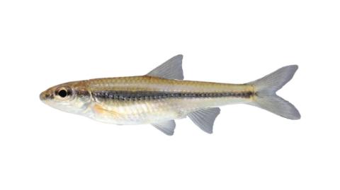 Fishing for Bigeye chub: Fish Species – FishAngler.com