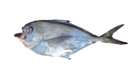 Fishing for Southern rays bream → Explore Catches, Top Baits & More!