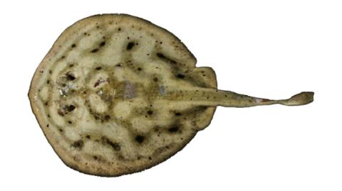 Fishing for Spotted round ray: Fish Species – FishAngler.com