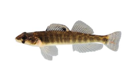 Fishing for River darter → Explore Catches, Top Baits & More!