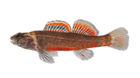 Fishing for Gulf darter: Fish Species – FishAngler.com