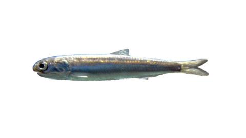 Fishing for Japanese anchovy → Explore Catches, Top Baits & More!