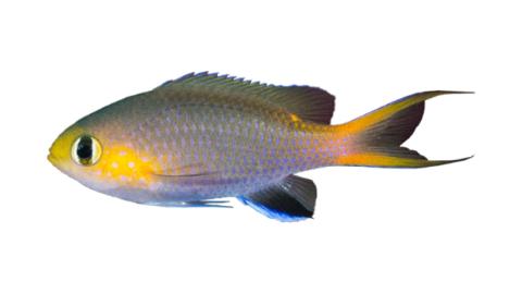 Fishing for Midget chromis: Fish Species – FishAngler.com