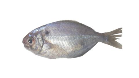 Fishing for Pacific rudderfish → Explore Catches, Top Baits & More!