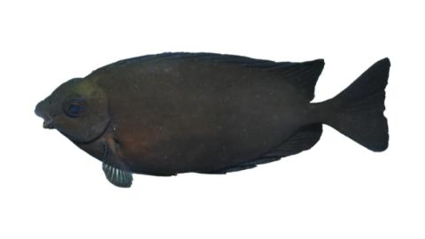 Fishing for Dusky spinefoot → Explore Catches, Top Baits & More!