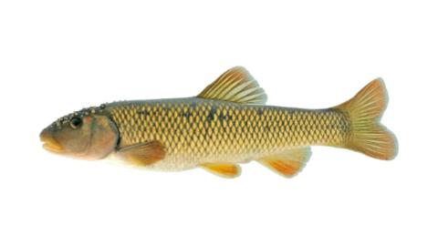 Fishing for Redtail chub: Fish Species – FishAngler.com